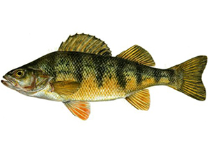 Yellow Perch | Northern Lakes Seafood & Meats